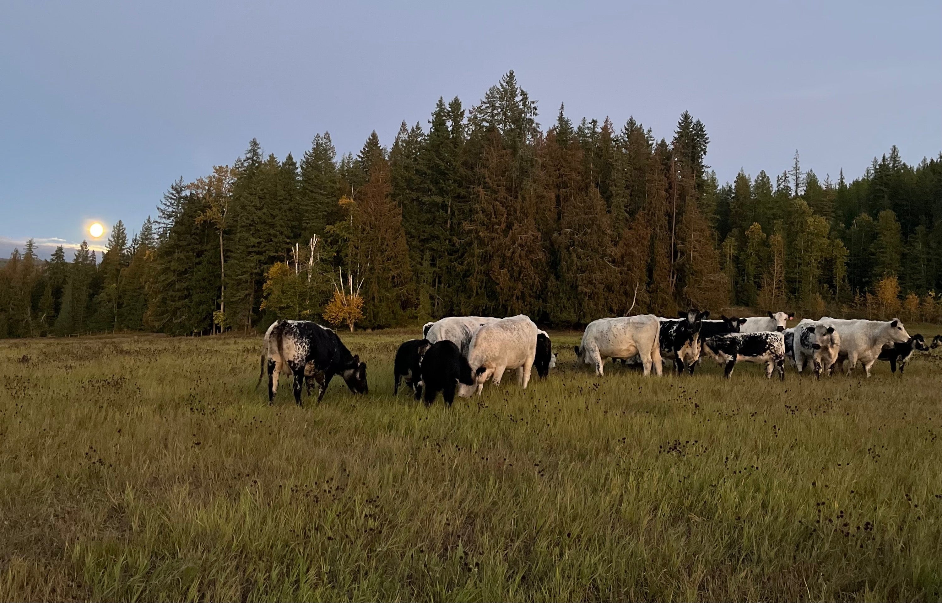 Cloned Meat in Canada: What It Means & How We Farm at YFM – Yankee ...