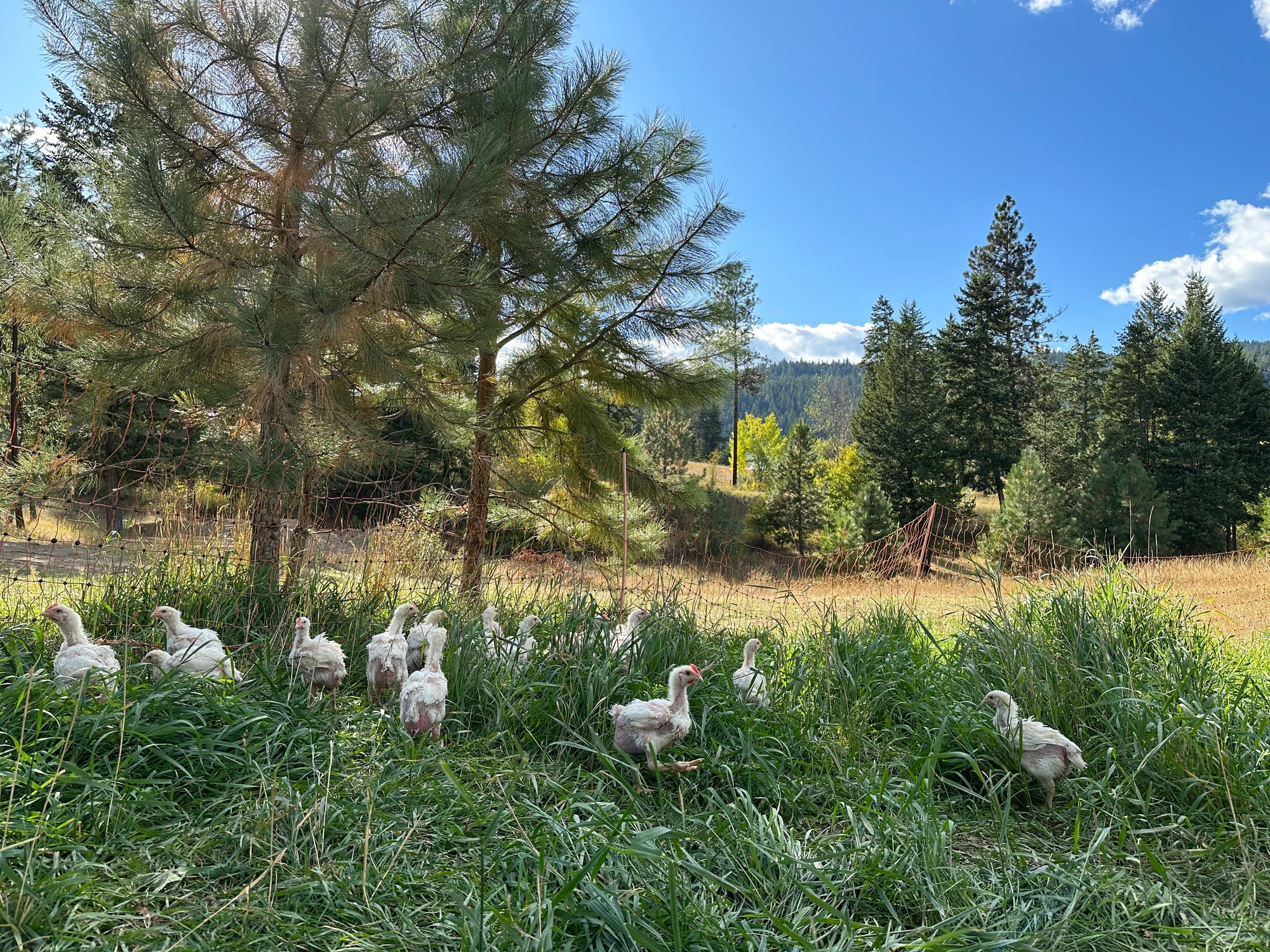 Pasture Raised, Free Range and Free Run Local Meats - Vernon and Salmon ...